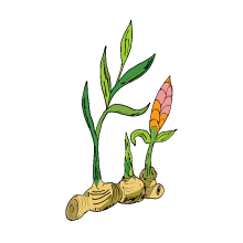 Ingredients Glossary – Siam Botanicals